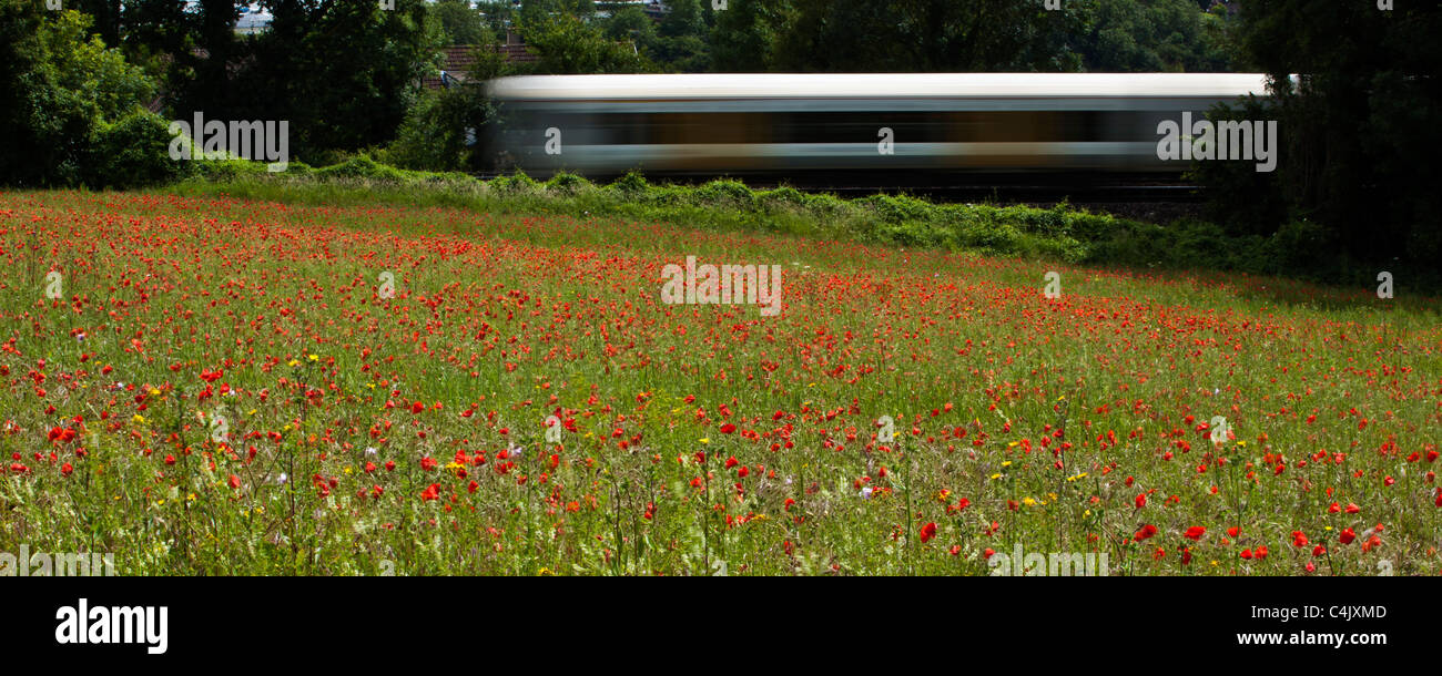 Wild Flowers at Ranscombe Farm Reserve Stock Photo - Alamy