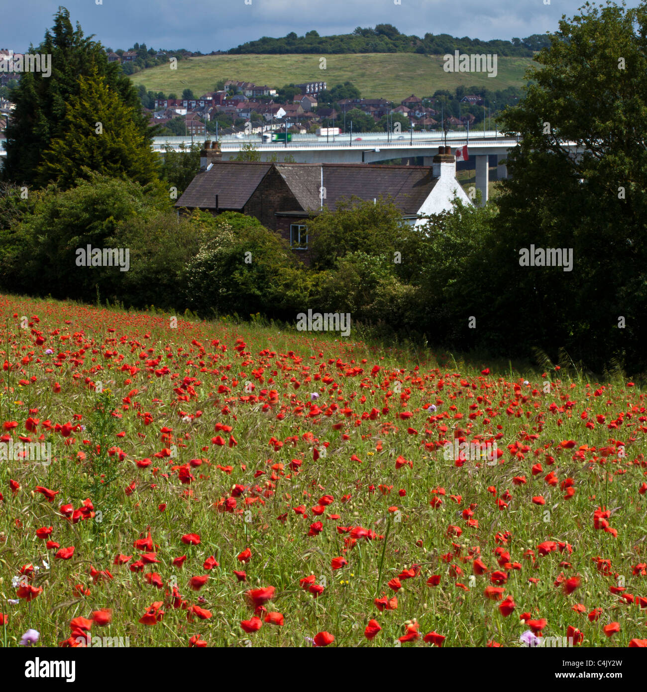 Wild Flowers at Ranscombe Farm Reserve Stock Photo - Alamy