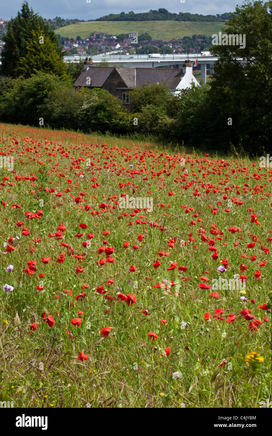 Wild Flowers at Ranscombe Farm Reserve Stock Photo - Alamy
