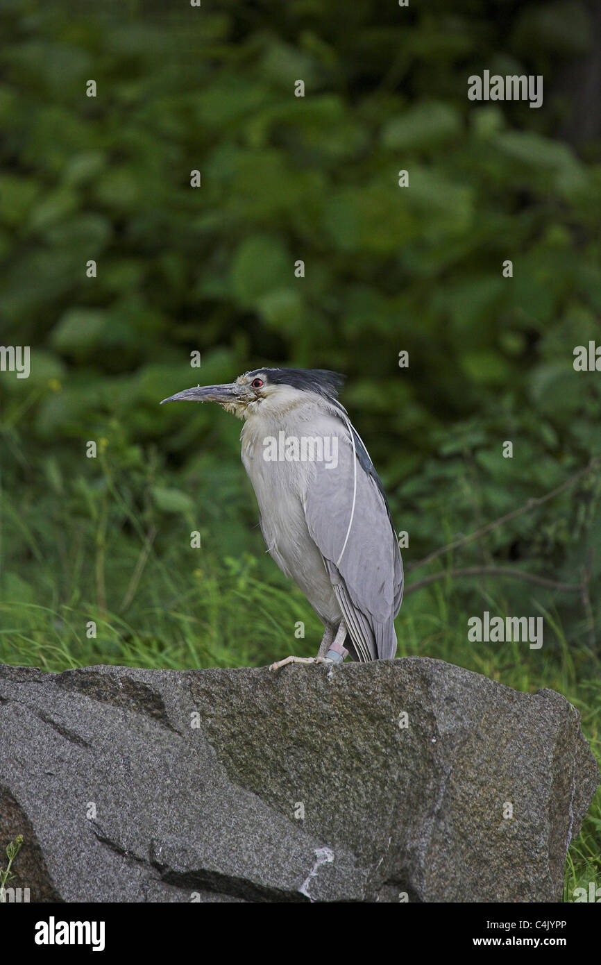 Black crowned night heron nycticorax nycticorax young hi-res stock ...