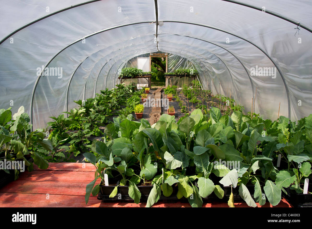 Vegetables growing in polytunnel greenhouse hi-res stock photography ...