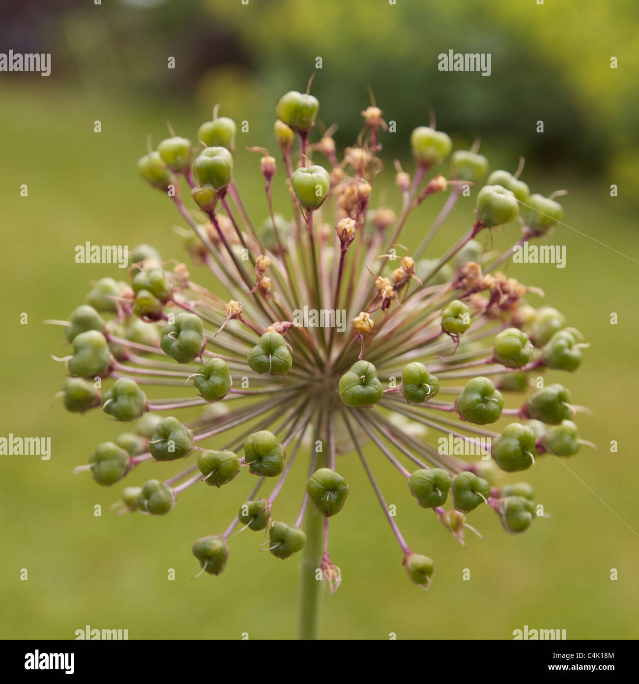 Allium Seed Head High Resolution Stock Photography and Images - Alamy