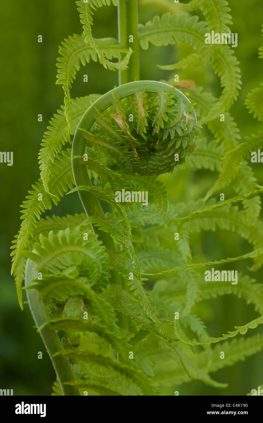 Fern fiddlehead hi-res stock photography and images - Alamy
