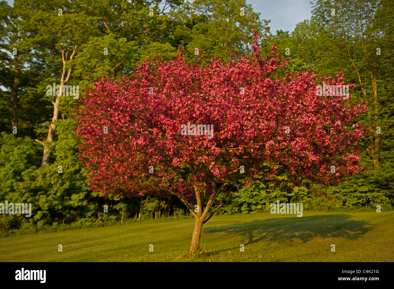 Crabapple Tree- (Malus spp.) – In bloom - New York – USA – Cultivar ...