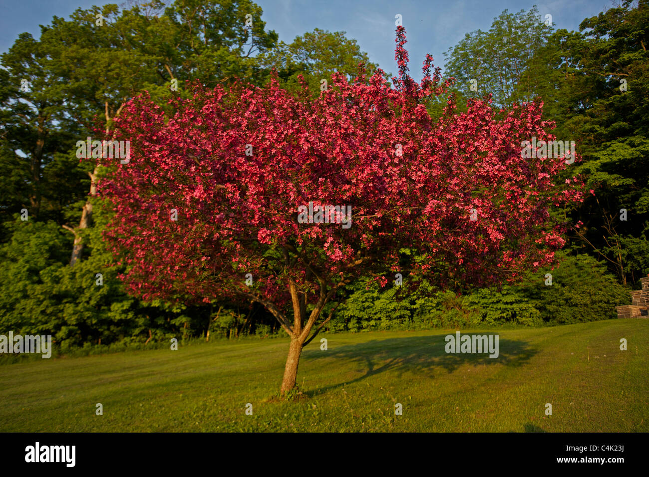 Flowering crabapple trees hi-res stock photography and images - Alamy