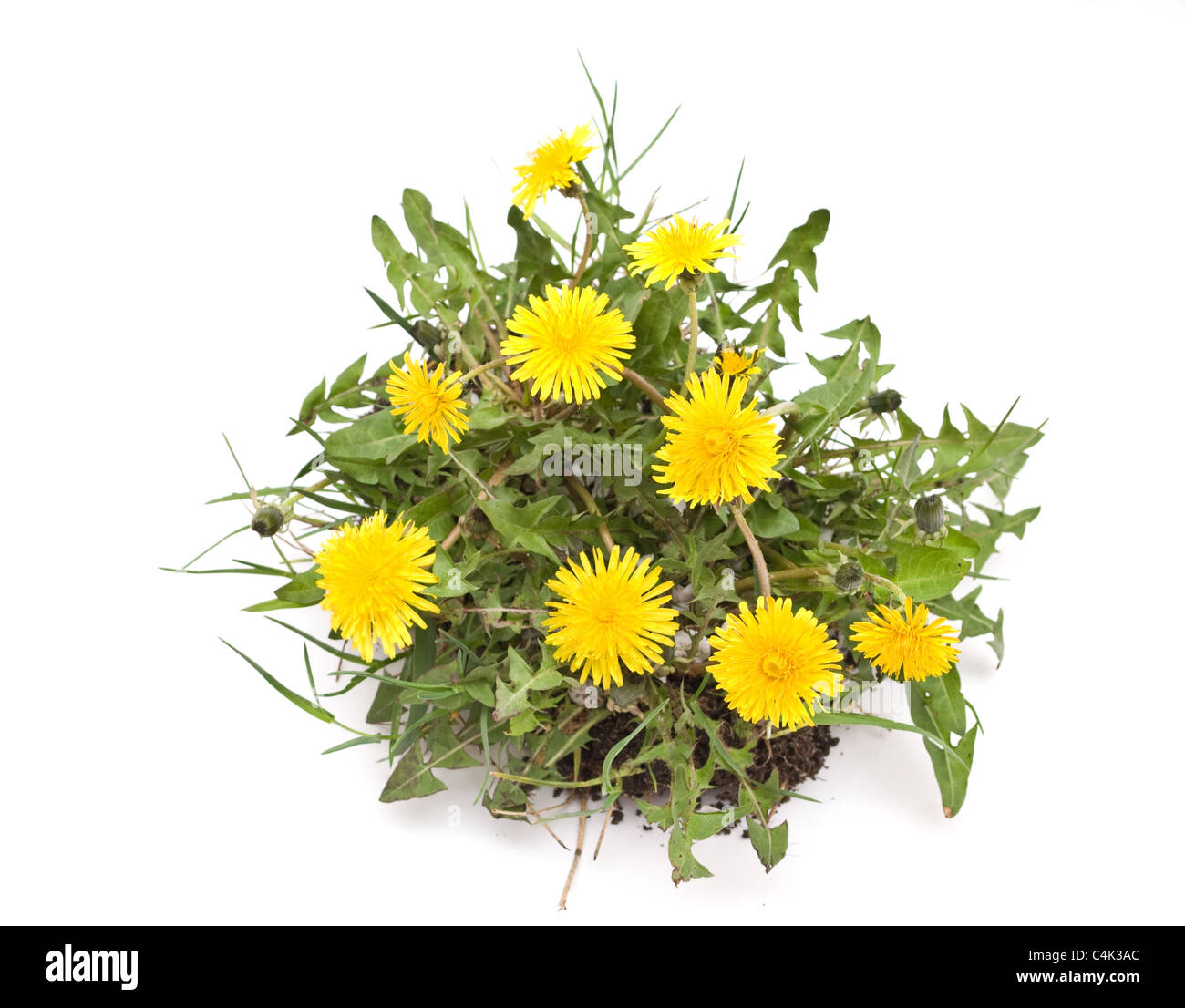 Fluffy yellow flowers Cut Out Stock Images & Pictures - Alamy