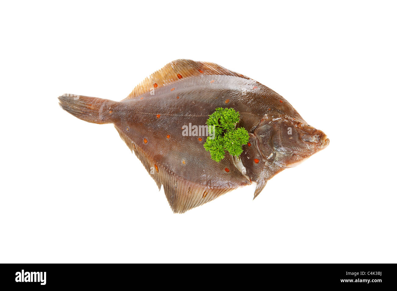one raw plaice fish isolated on white background Stock Photo - Alamy