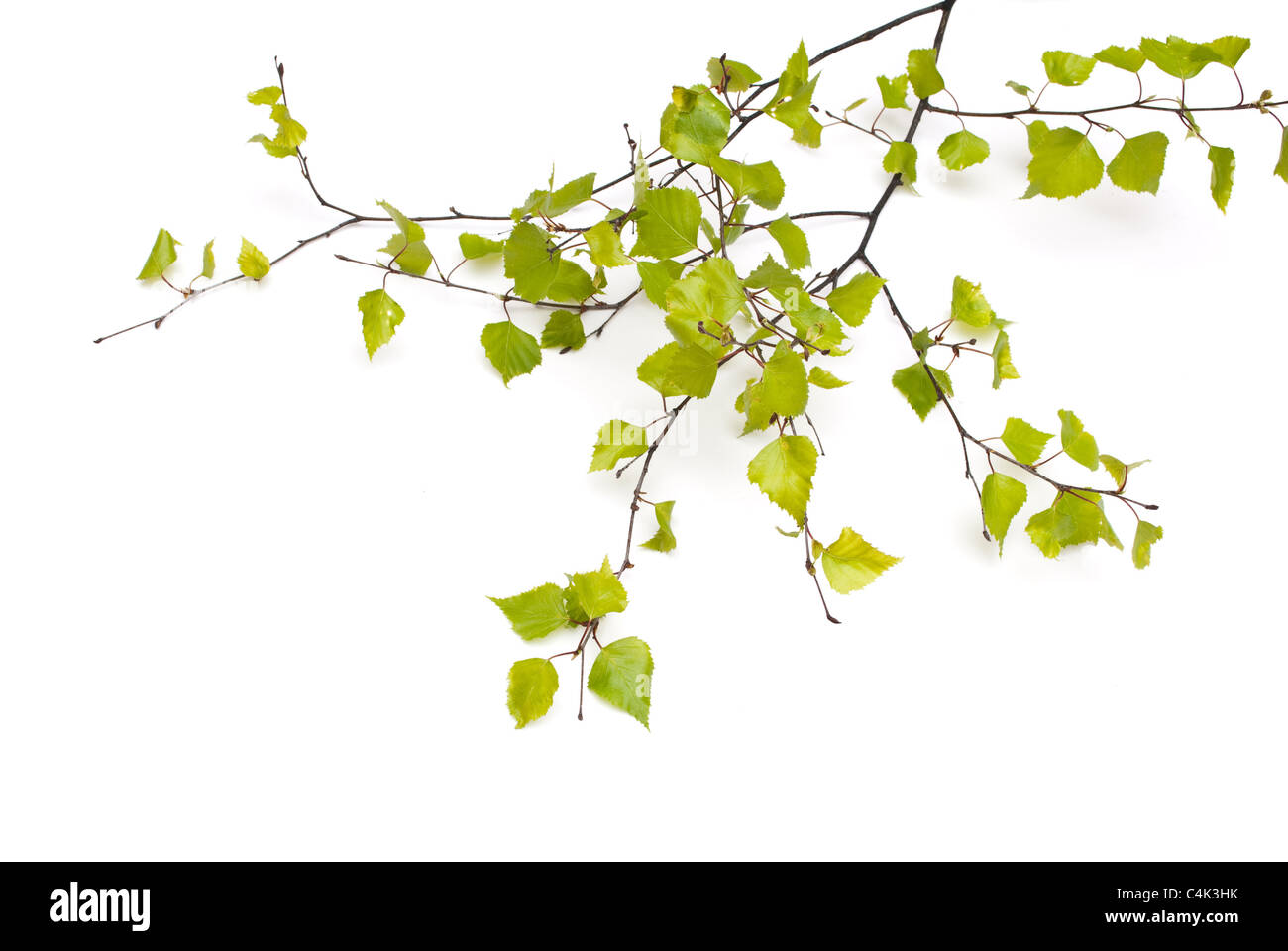 birch branch isolated on a white background Stock Photo - Alamy