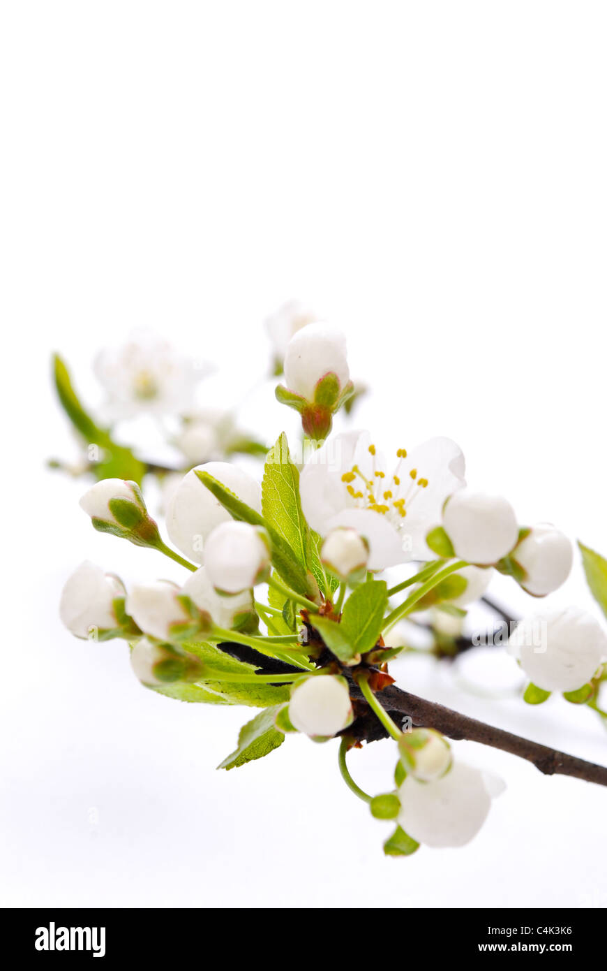 A tree bunch in blossom Stock Photo - Alamy