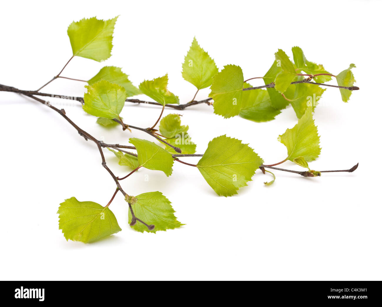 birch branch isolated on a white background Stock Photo - Alamy