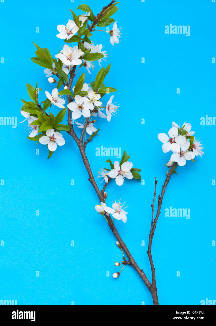 A tree bunch in blossom Stock Photo - Alamy