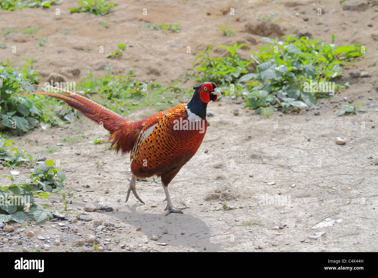 view of male pheasant game bird UK feathers tail Stock Photo - Alamy