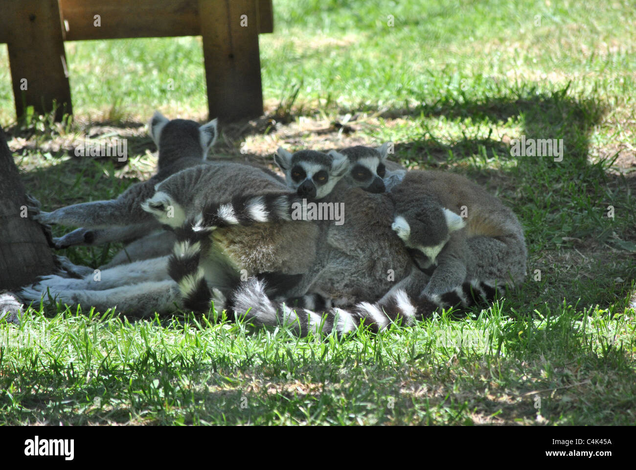 Wild animals at Lisbon`s Zoo, Portugal Stock Photo - Alamy