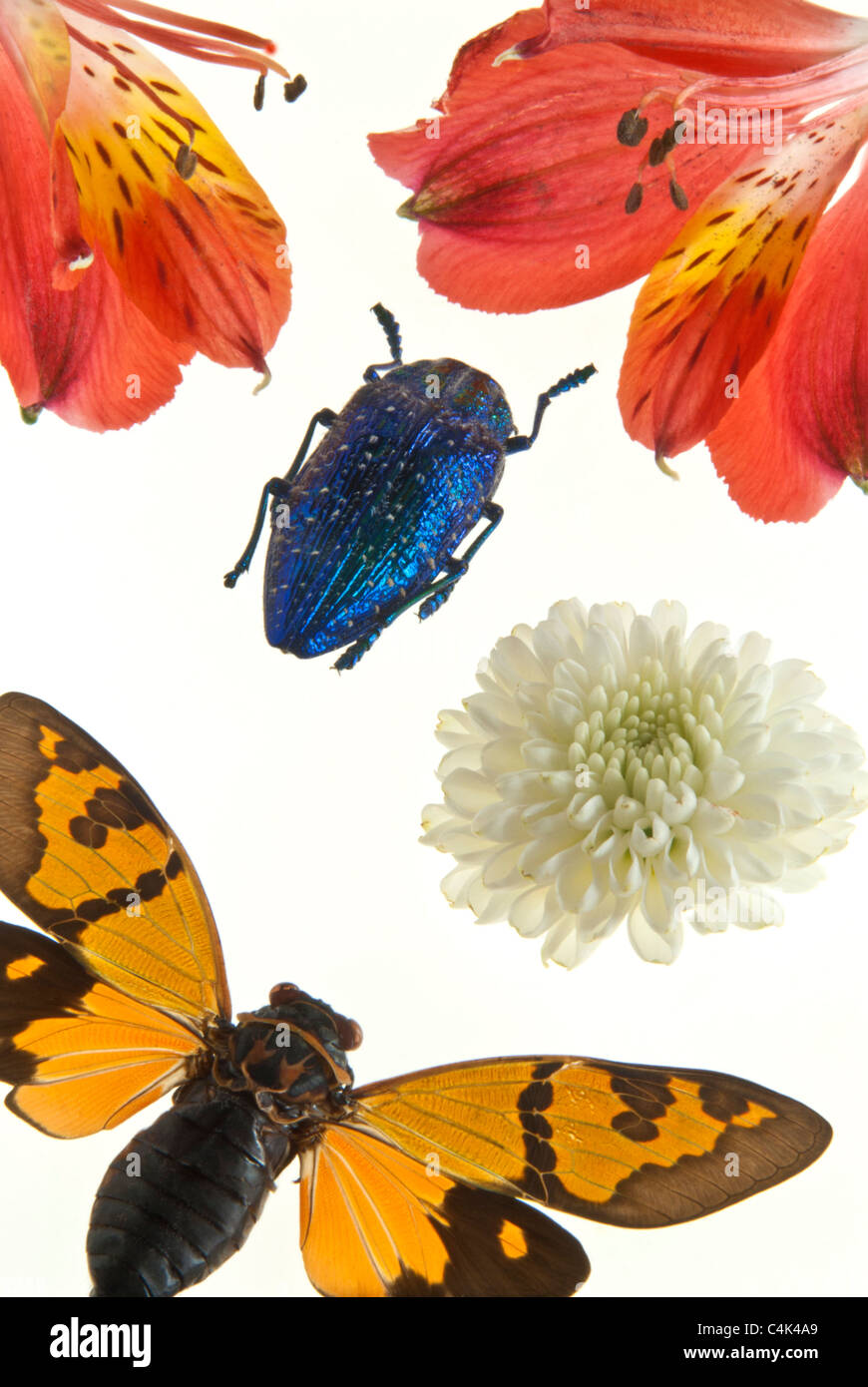 Bright coloured beetle hi-res stock photography and images - Alamy