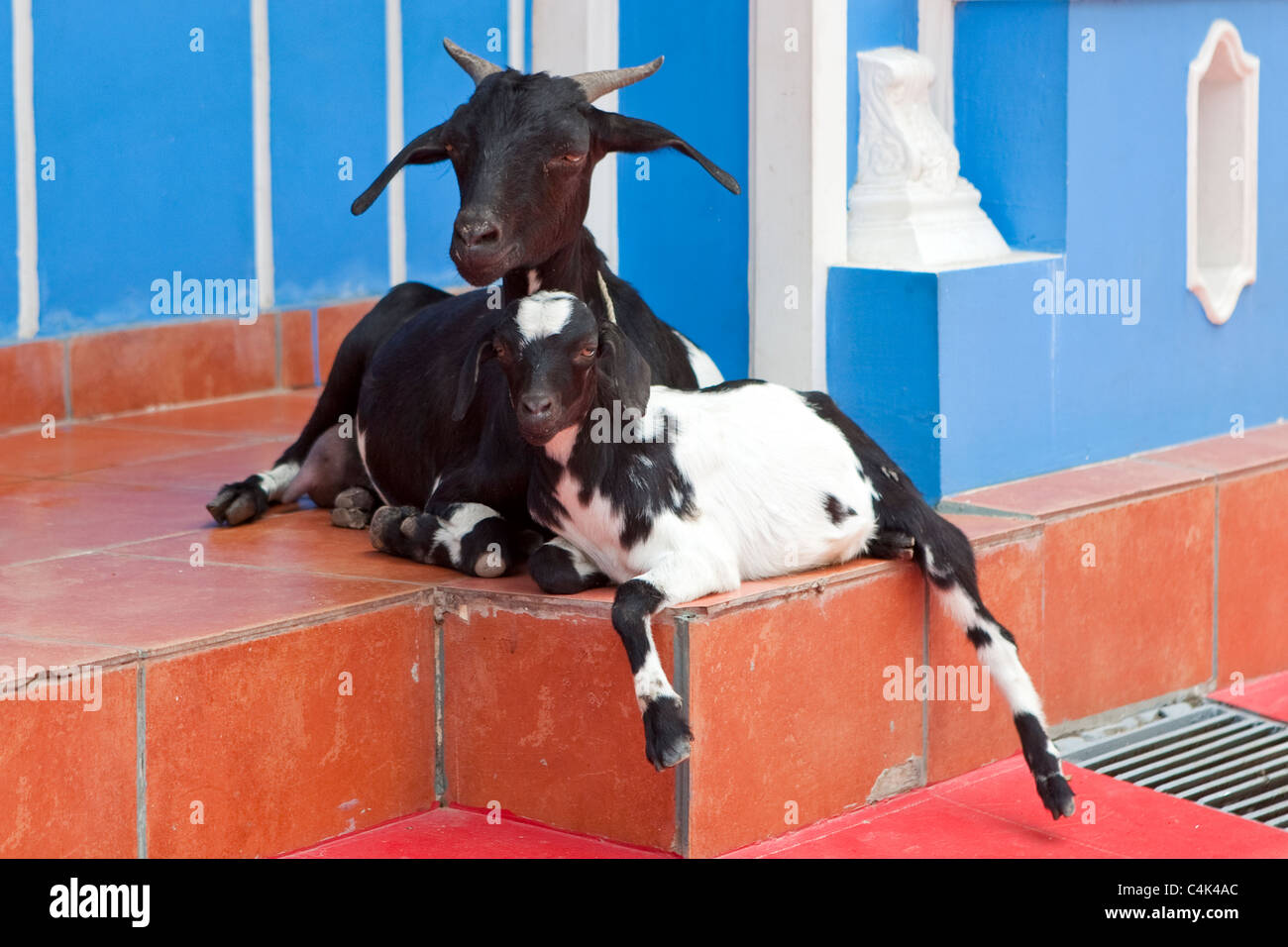 Goat and kid Fort Cochin, Kerala, India Stock Photo - Alamy
