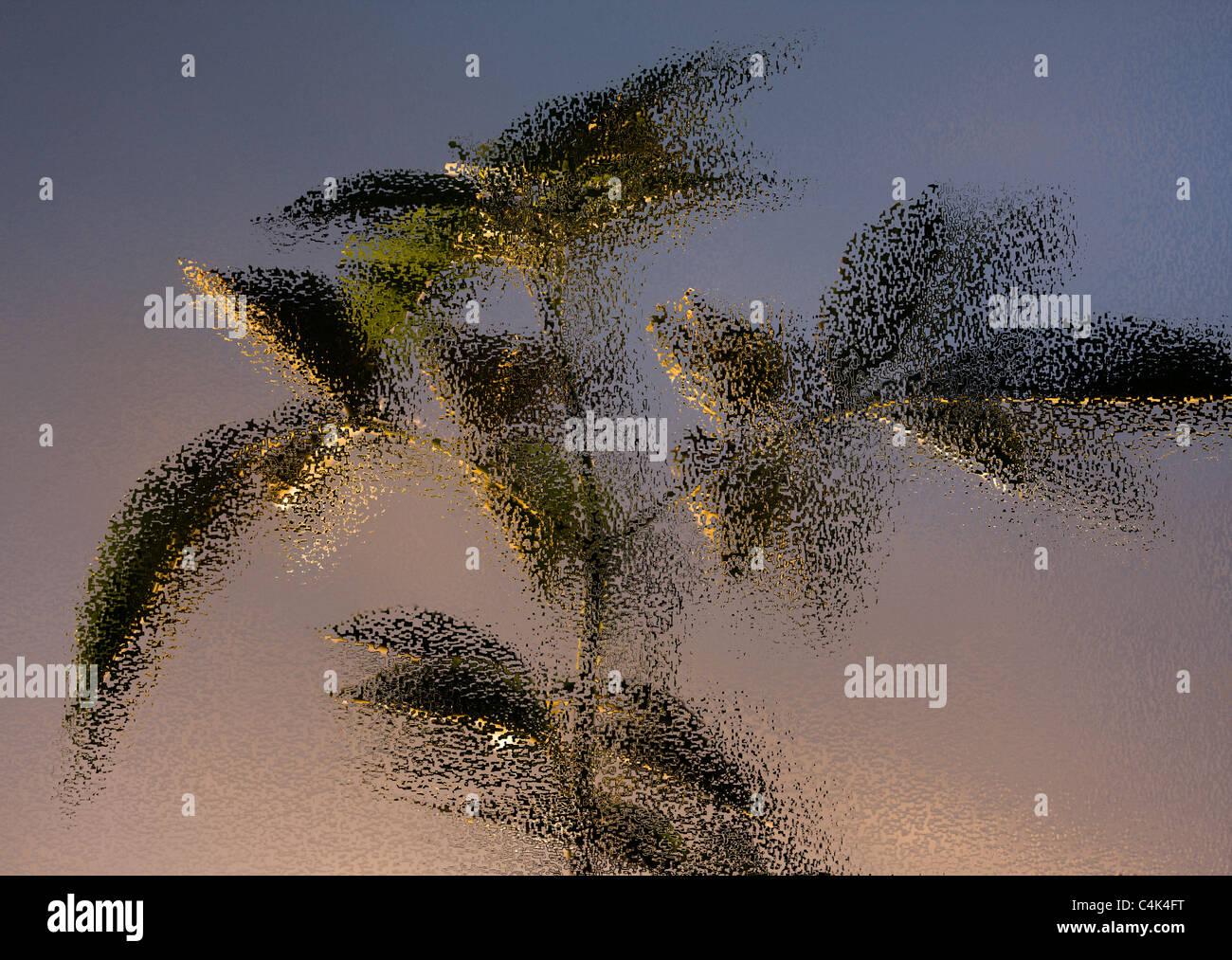 Elder Tree Branch High Resolution Stock Photography and Images - Alamy