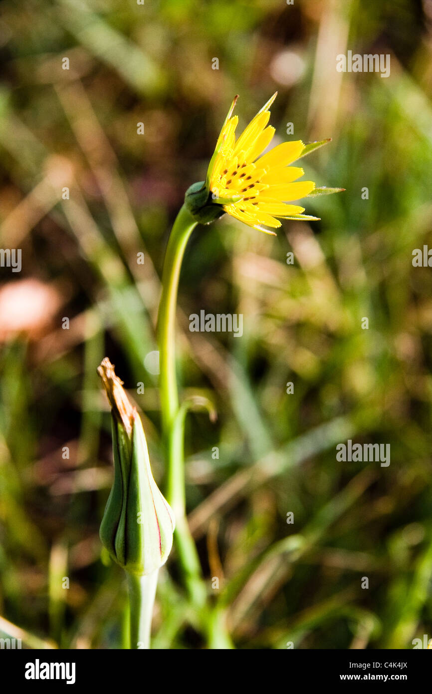 Head jack hi-res stock photography and images - Alamy