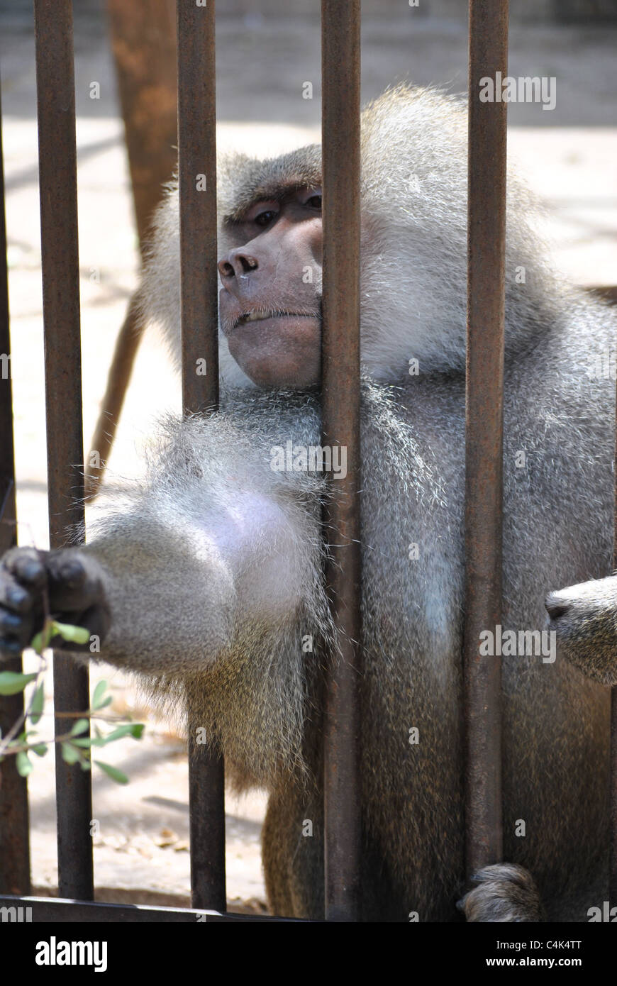 Monkey at Lisbon`s Zoo - Portugal Stock Photo - Alamy