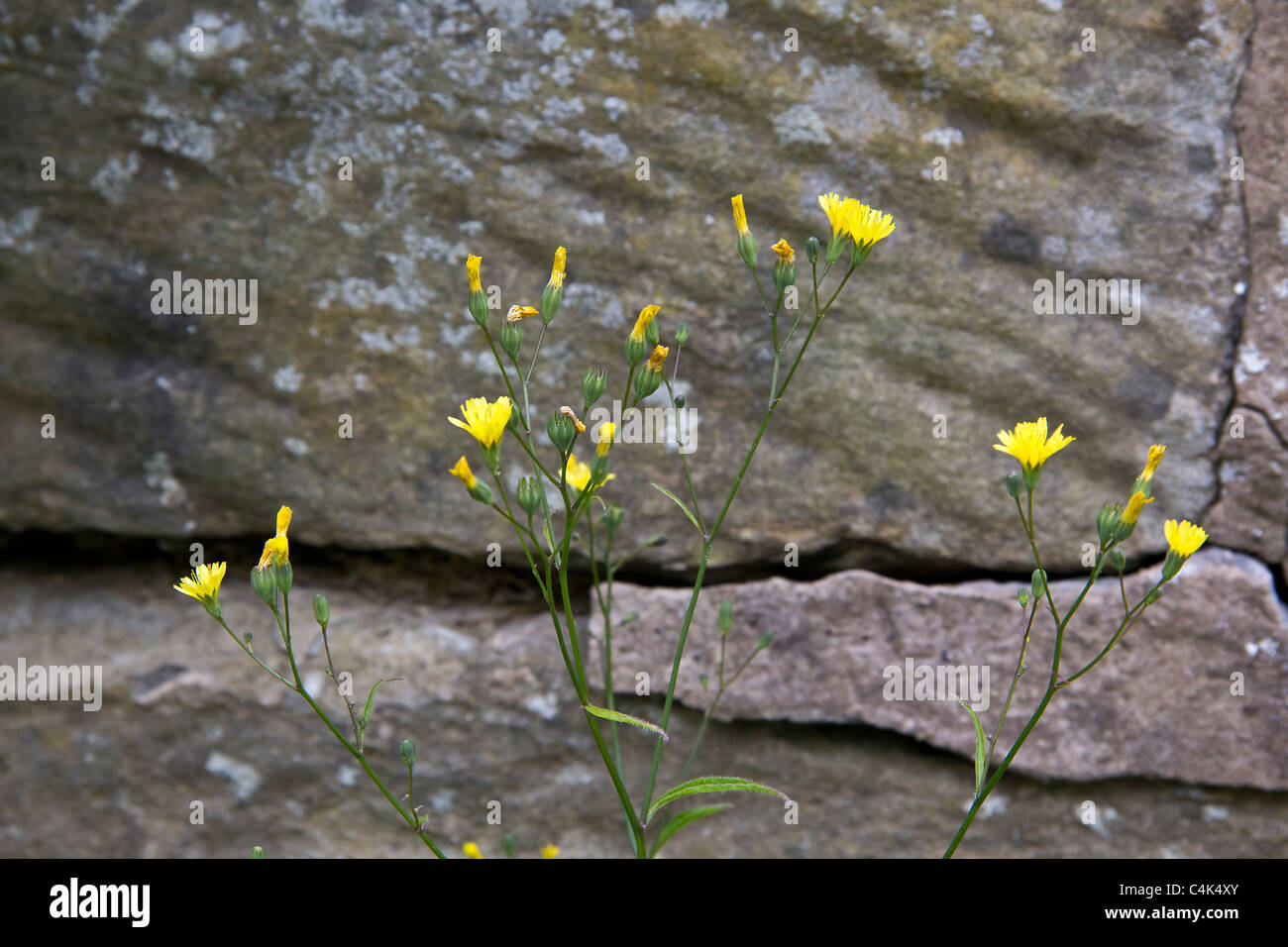 The lovely delicate flowers of the nipplewort Stock Photo - Alamy