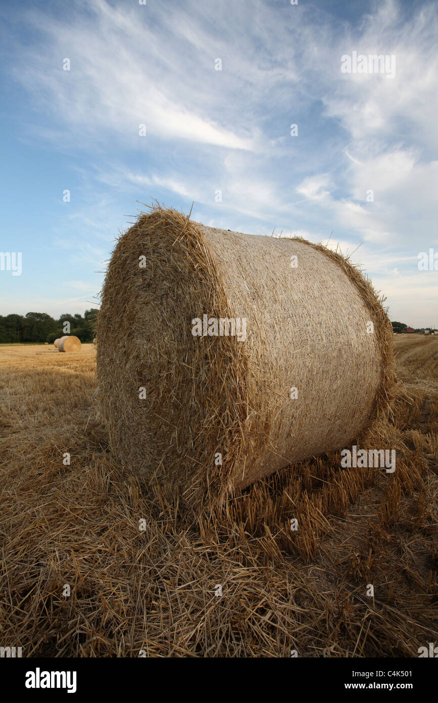 Pigs and hay bales hi-res stock photography and images - Alamy
