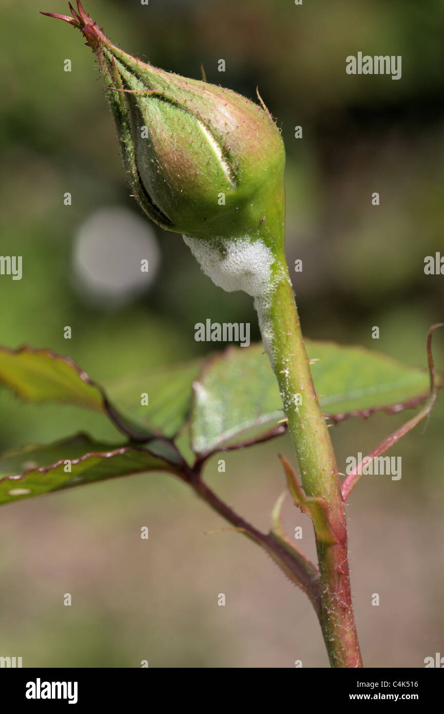 Rose spit hi-res stock photography and images - Alamy
