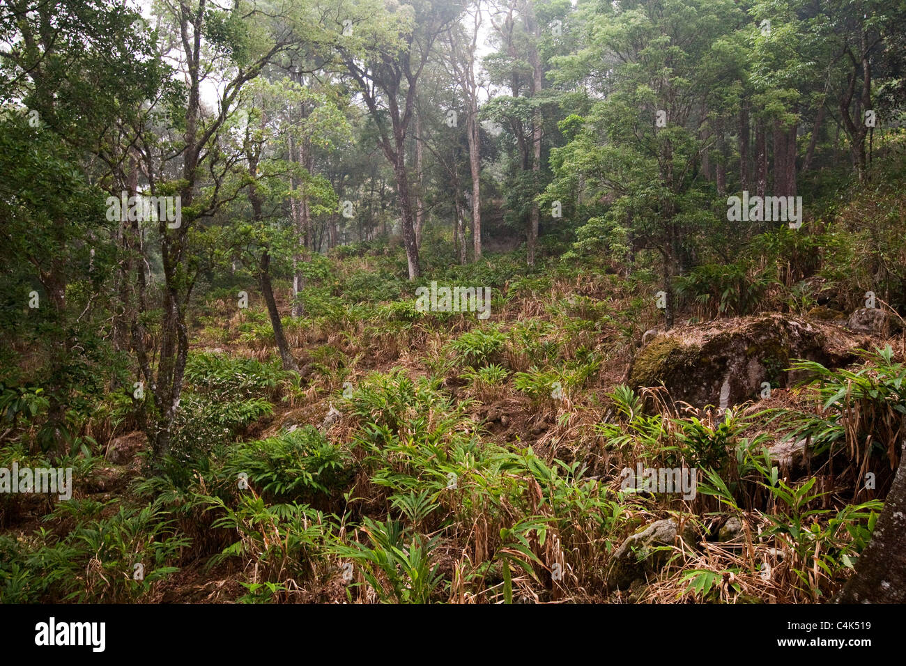 View of Cardamon plants Windemere Estate, Tea Plantation, Munnar ...
