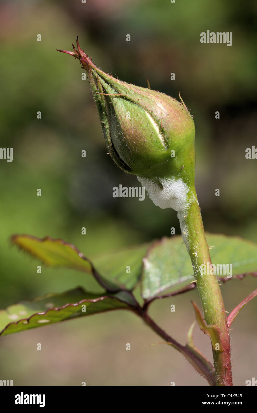 Cuckoo spit on rose Stock Photo - Alamy