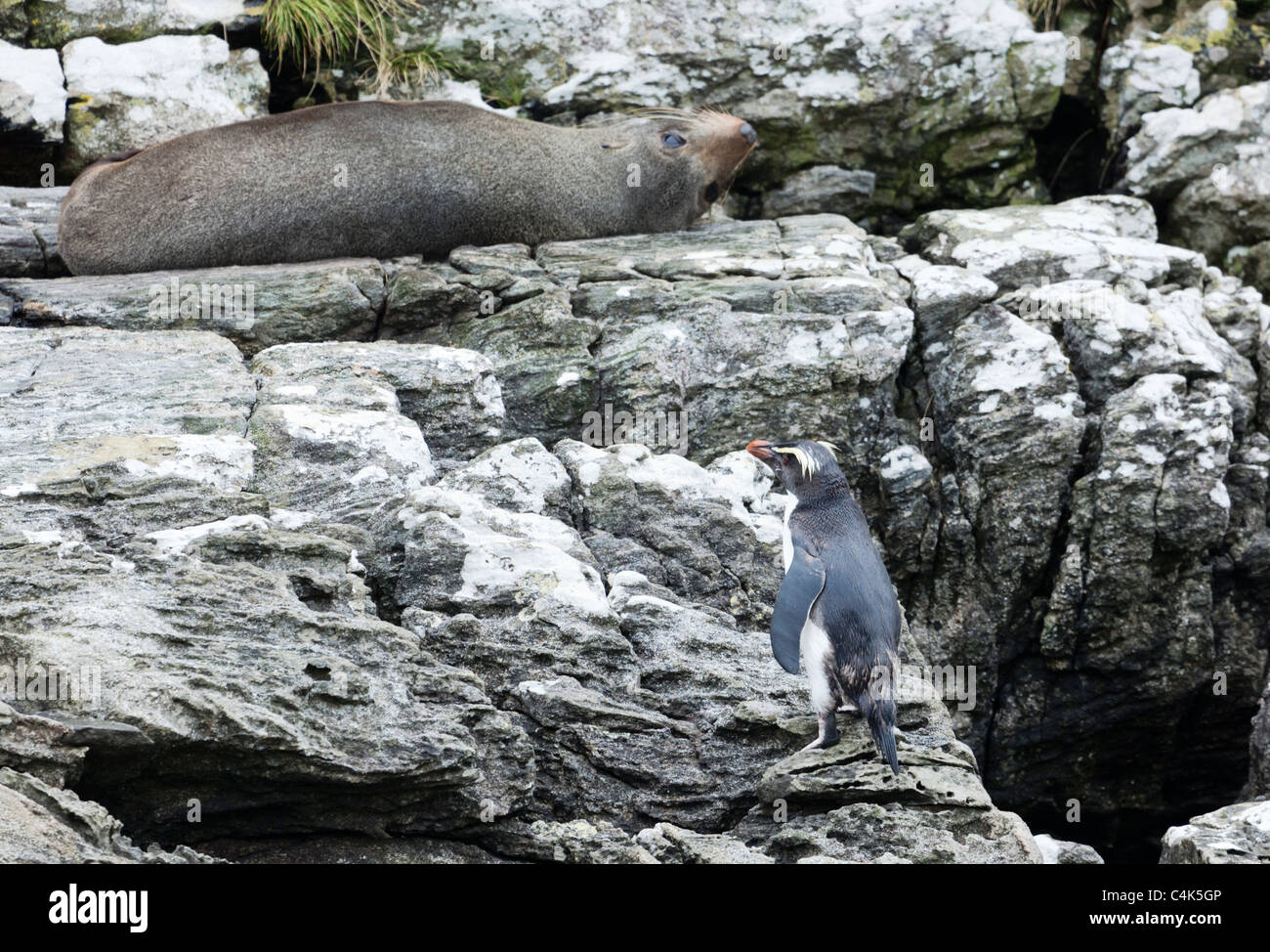 Crested seal hi-res stock photography and images - Alamy
