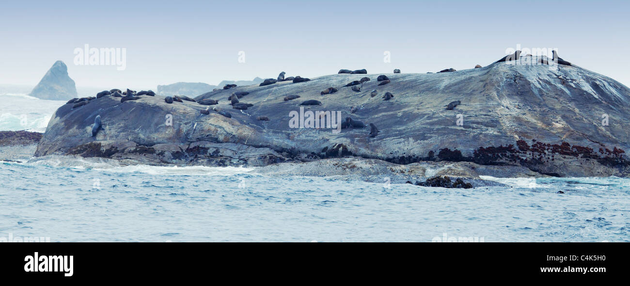 Seal colony hi-res stock photography and images - Alamy
