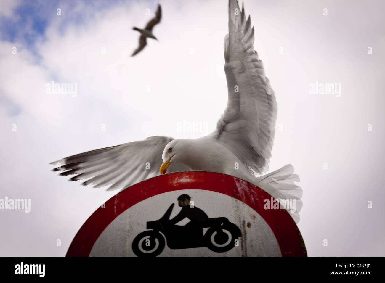 Traffic sign gull Stock Photo - Alamy