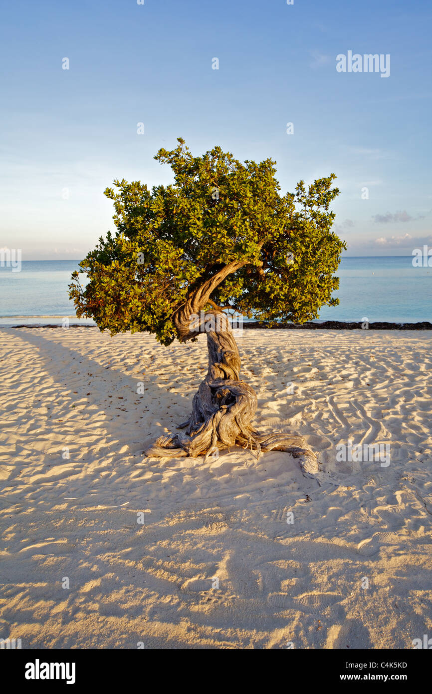 Early Morning Light on the National Tree of Aruba - The Divi Divi Tree ...