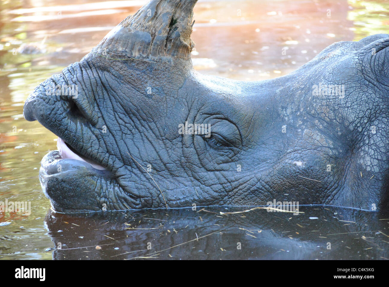 Rinoceront hi-res stock photography and images - Alamy