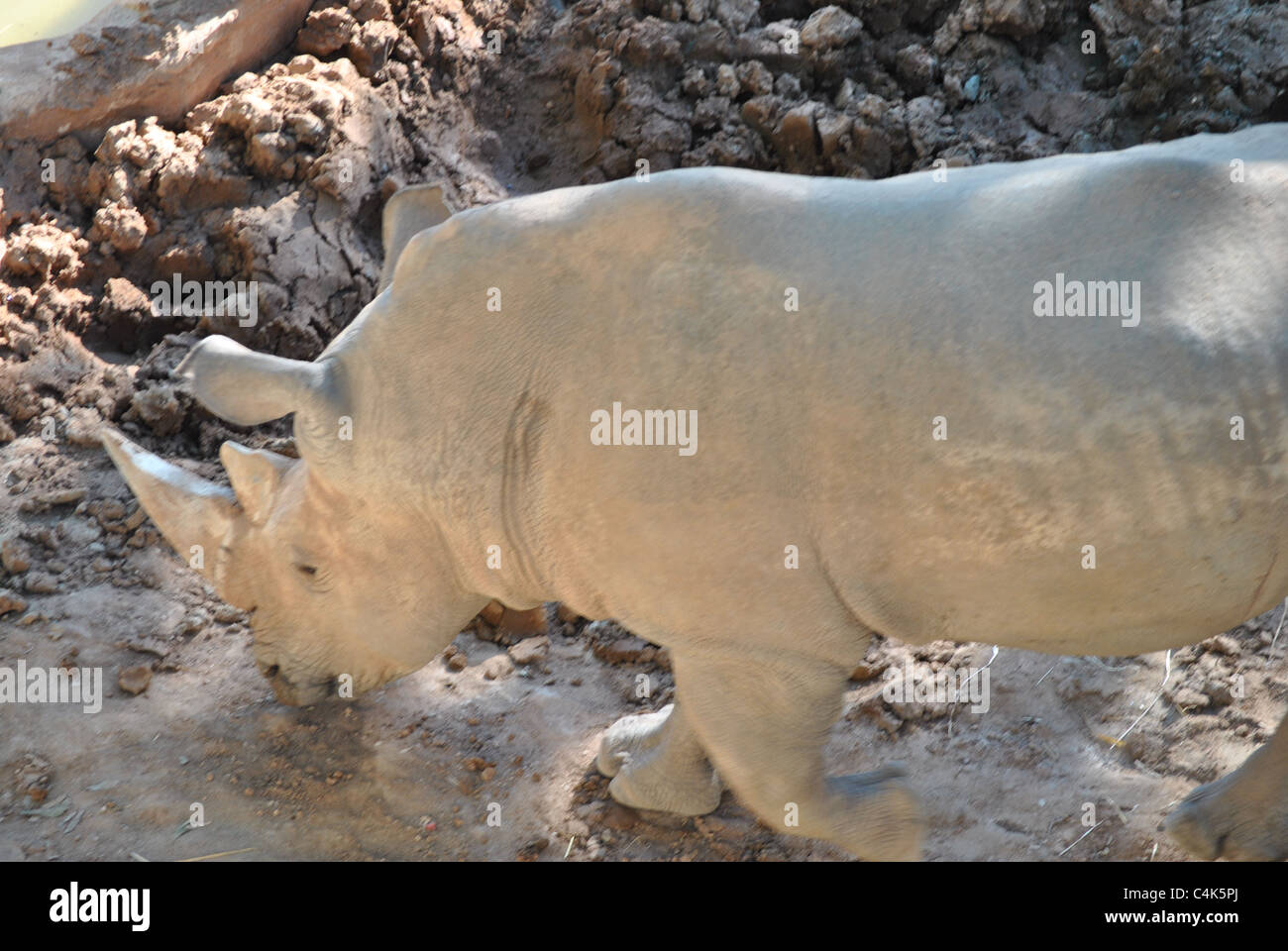 rinoceront at zoo of lisbon, portugal Stock Photo - Alamy