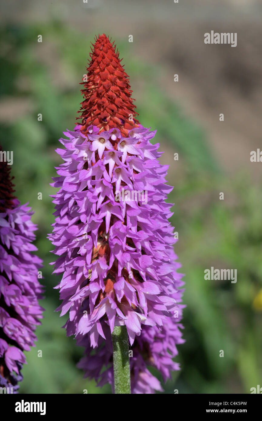 Primula vialli so hi-res stock photography and images - Alamy