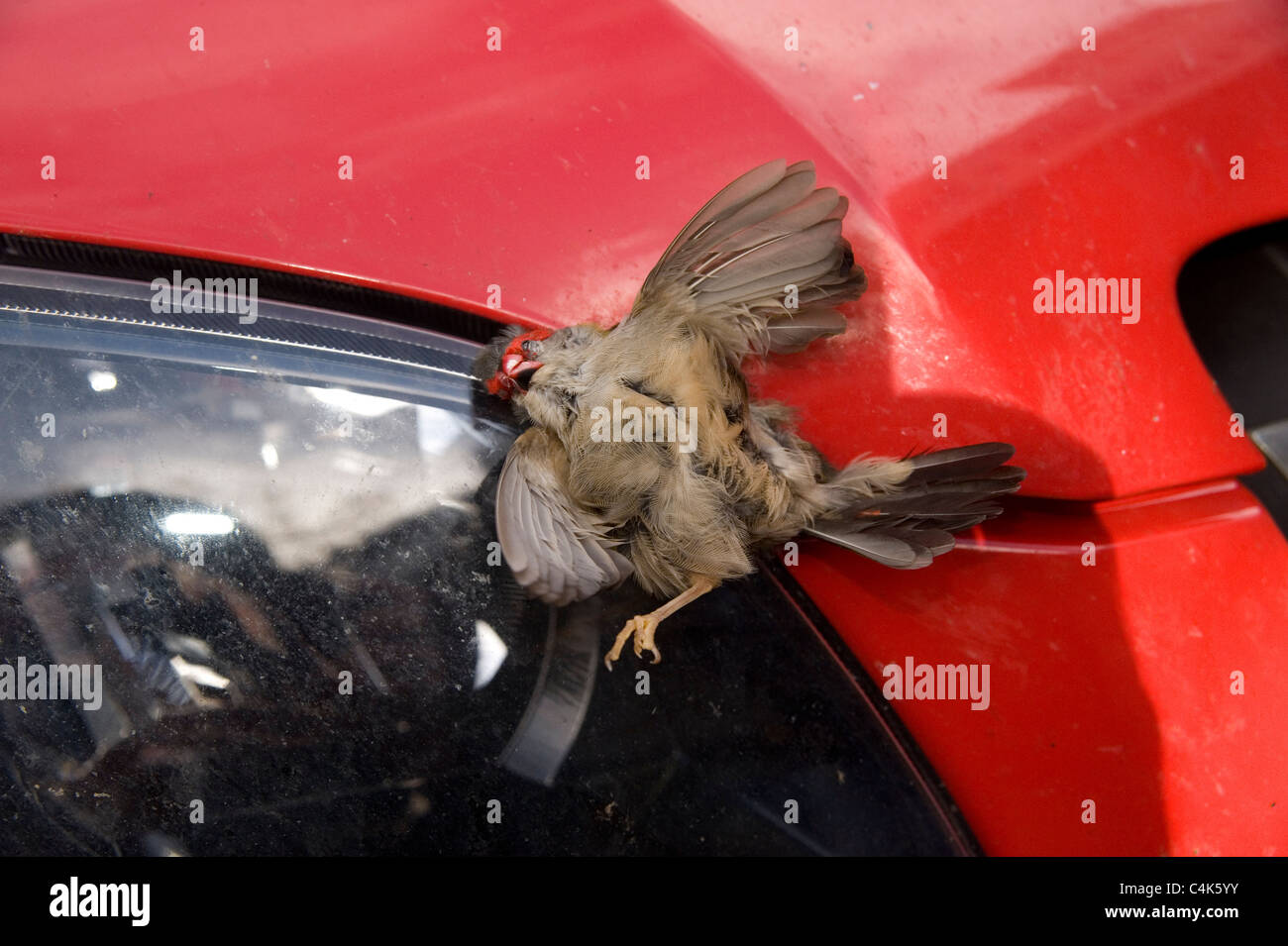 Neochmia temporalis Red browed Finch Dead Stock Photo - Alamy