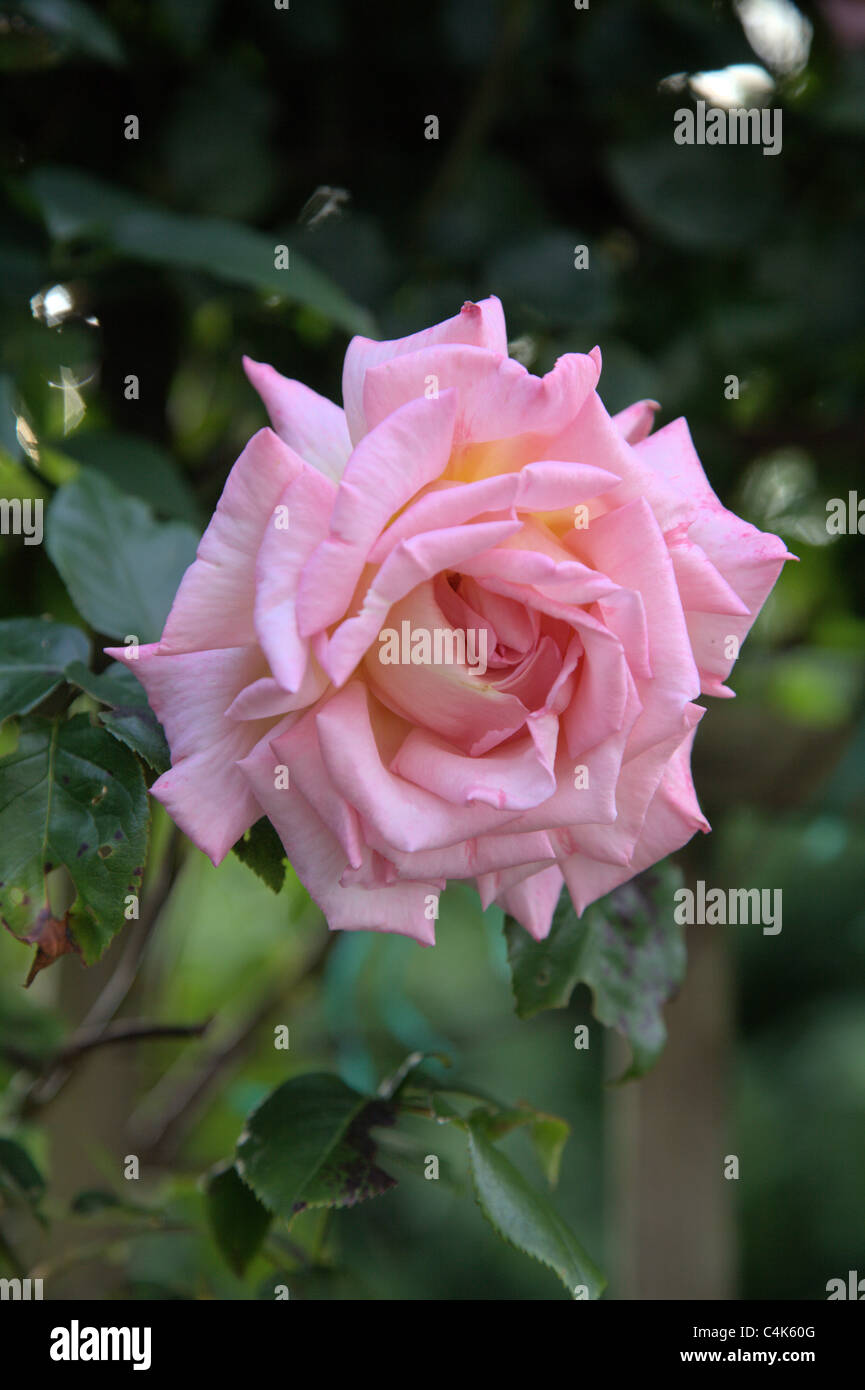 Peachy pink rose hi-res stock photography and images - Alamy