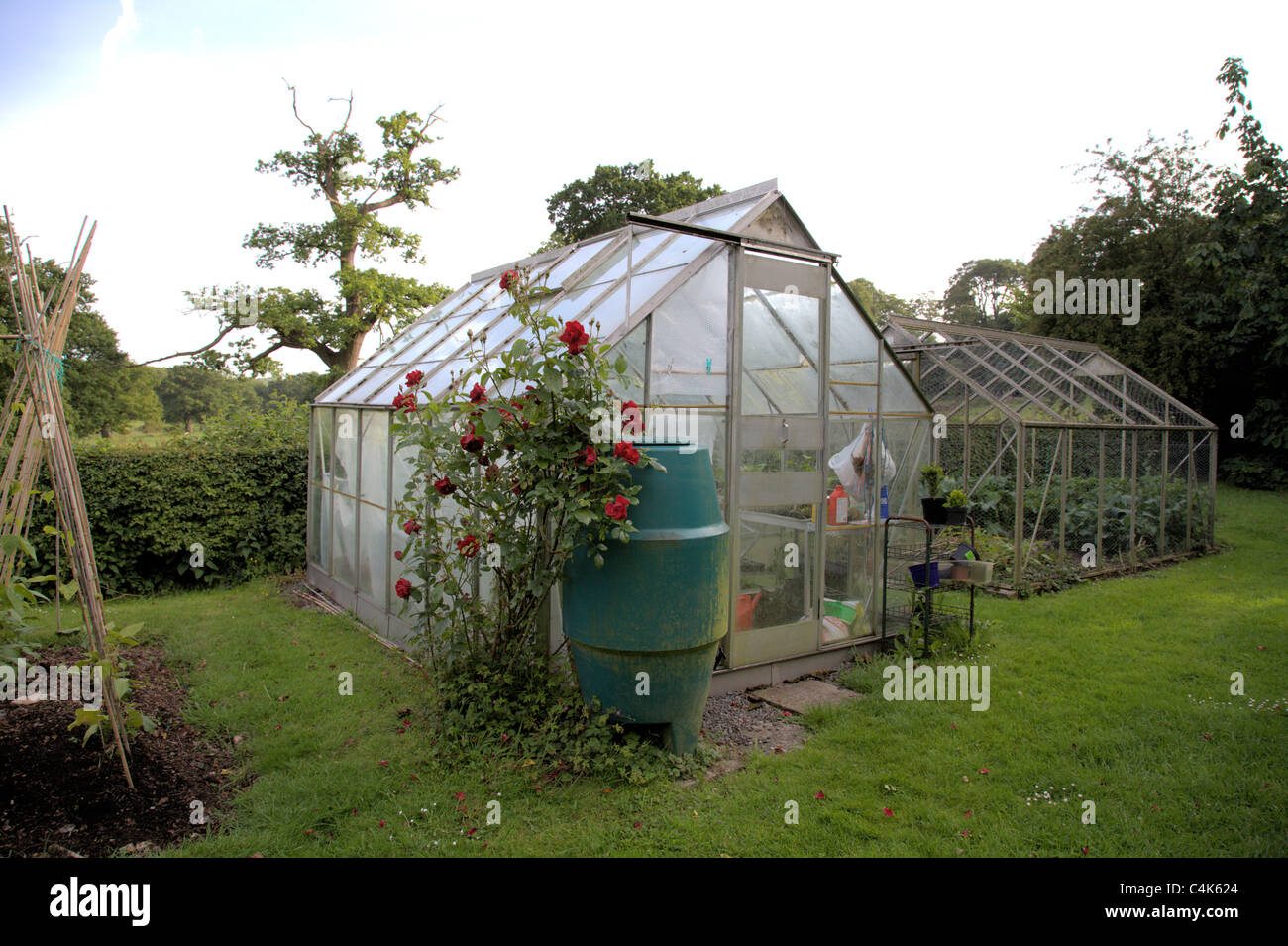 Back of rose hi-res stock photography and images - Alamy