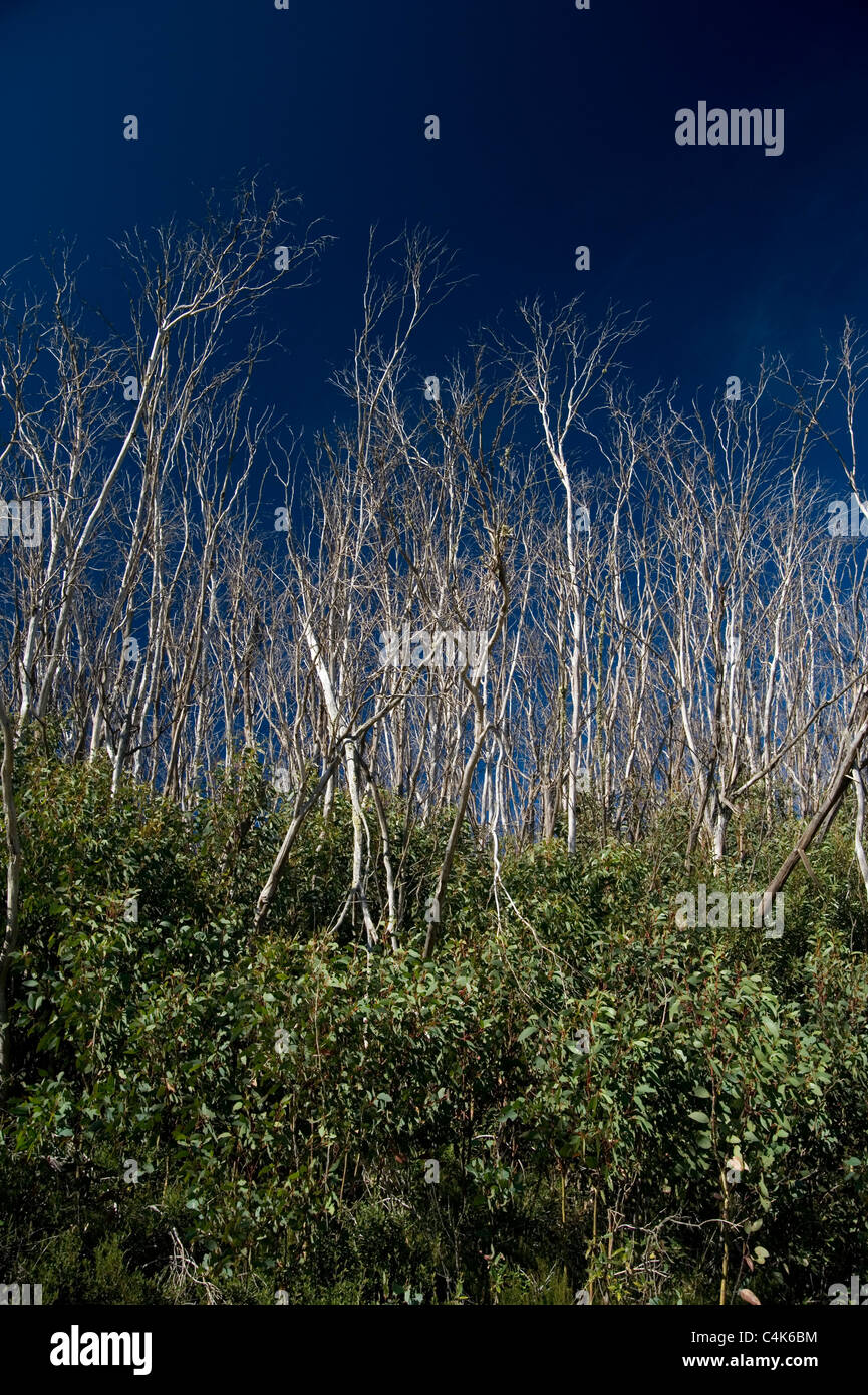 Mountain ash trees hi-res stock photography and images - Alamy