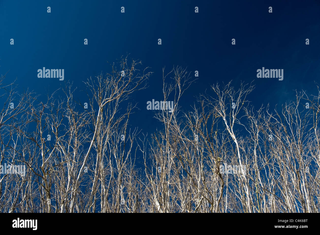 Mountain ash trees hi-res stock photography and images - Alamy