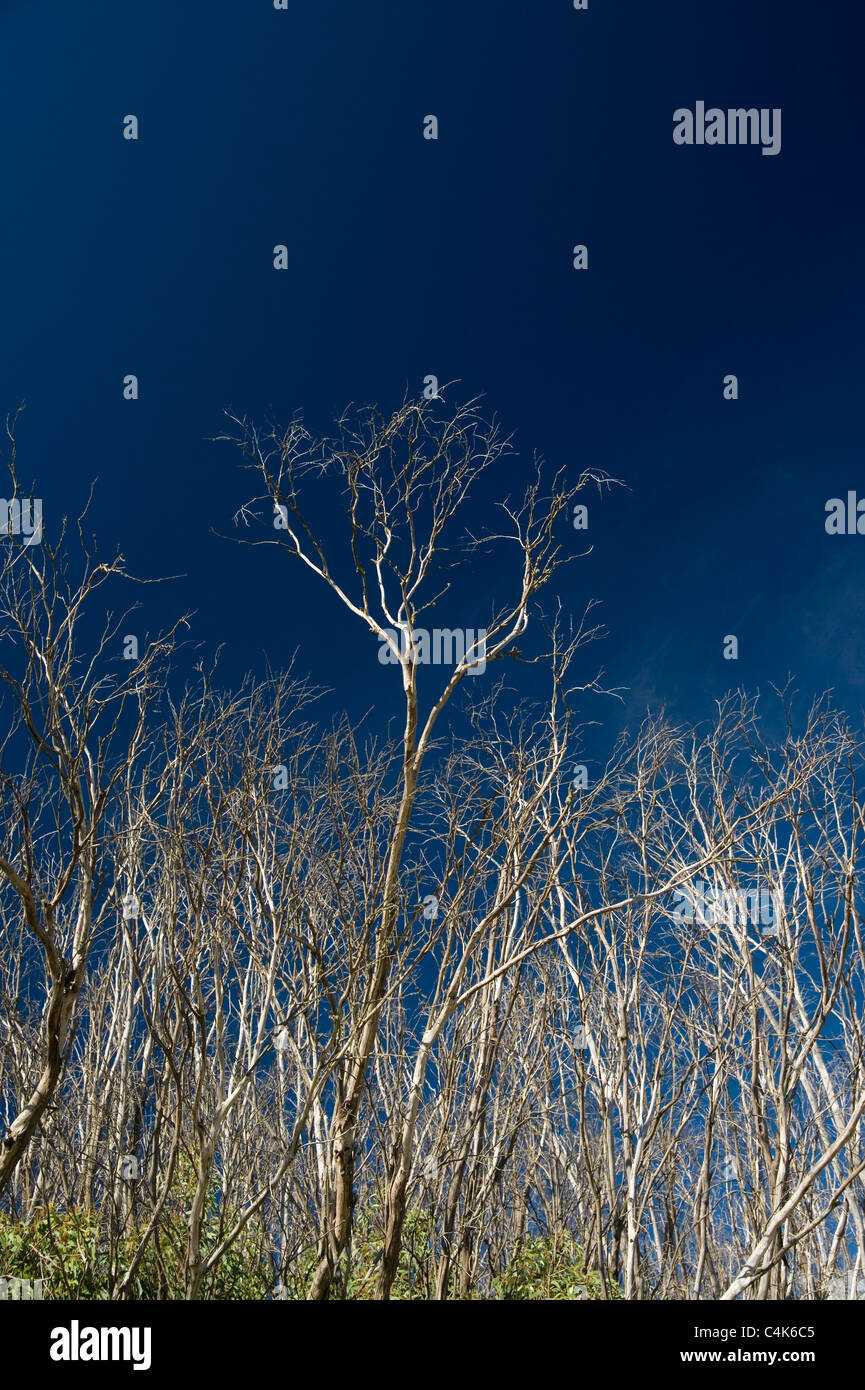 dead mountain ash trees after bushfire Stock Photo - Alamy