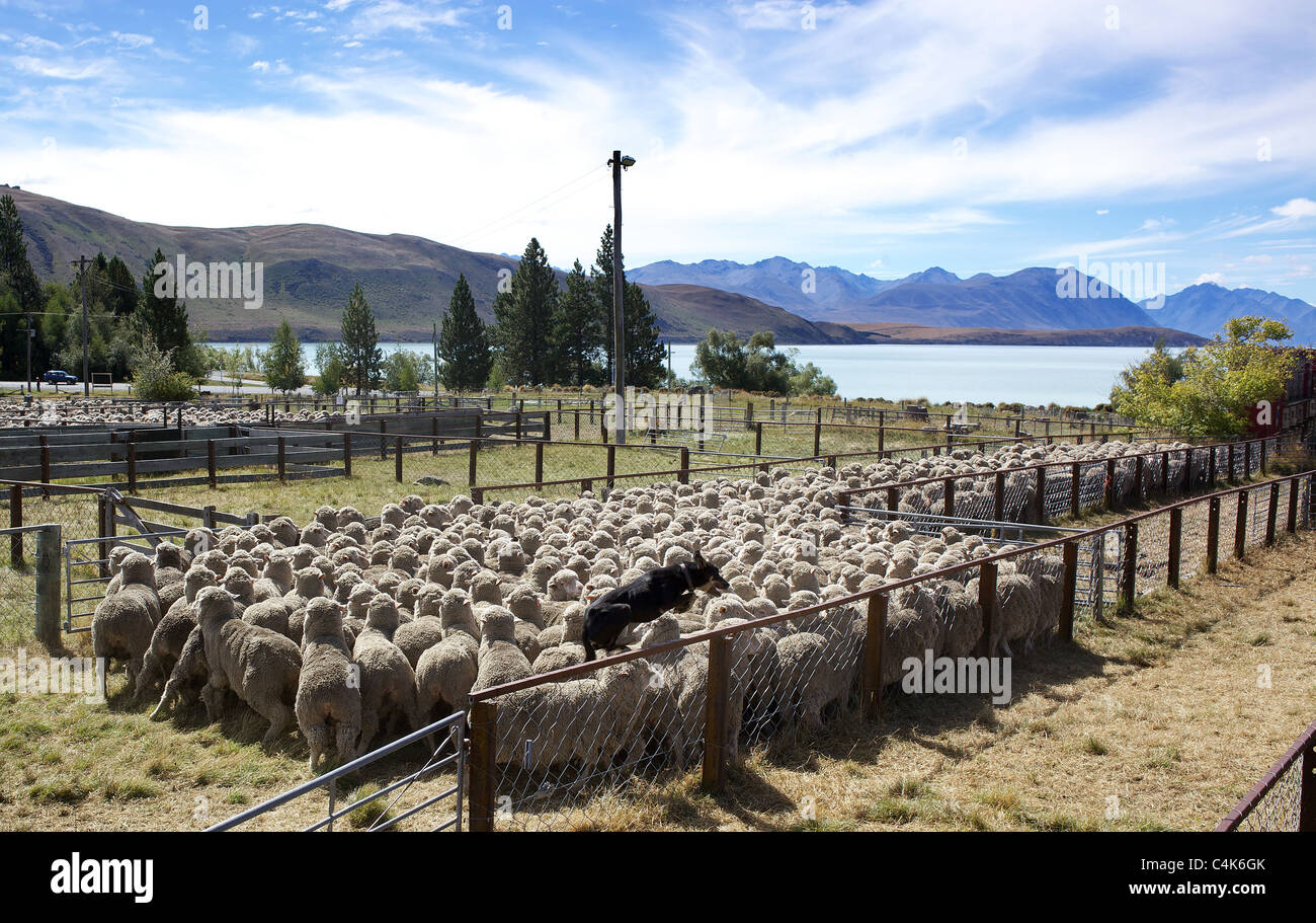 Sheep are herded during the New Zealand Farming and Horticulture, Sheep ...