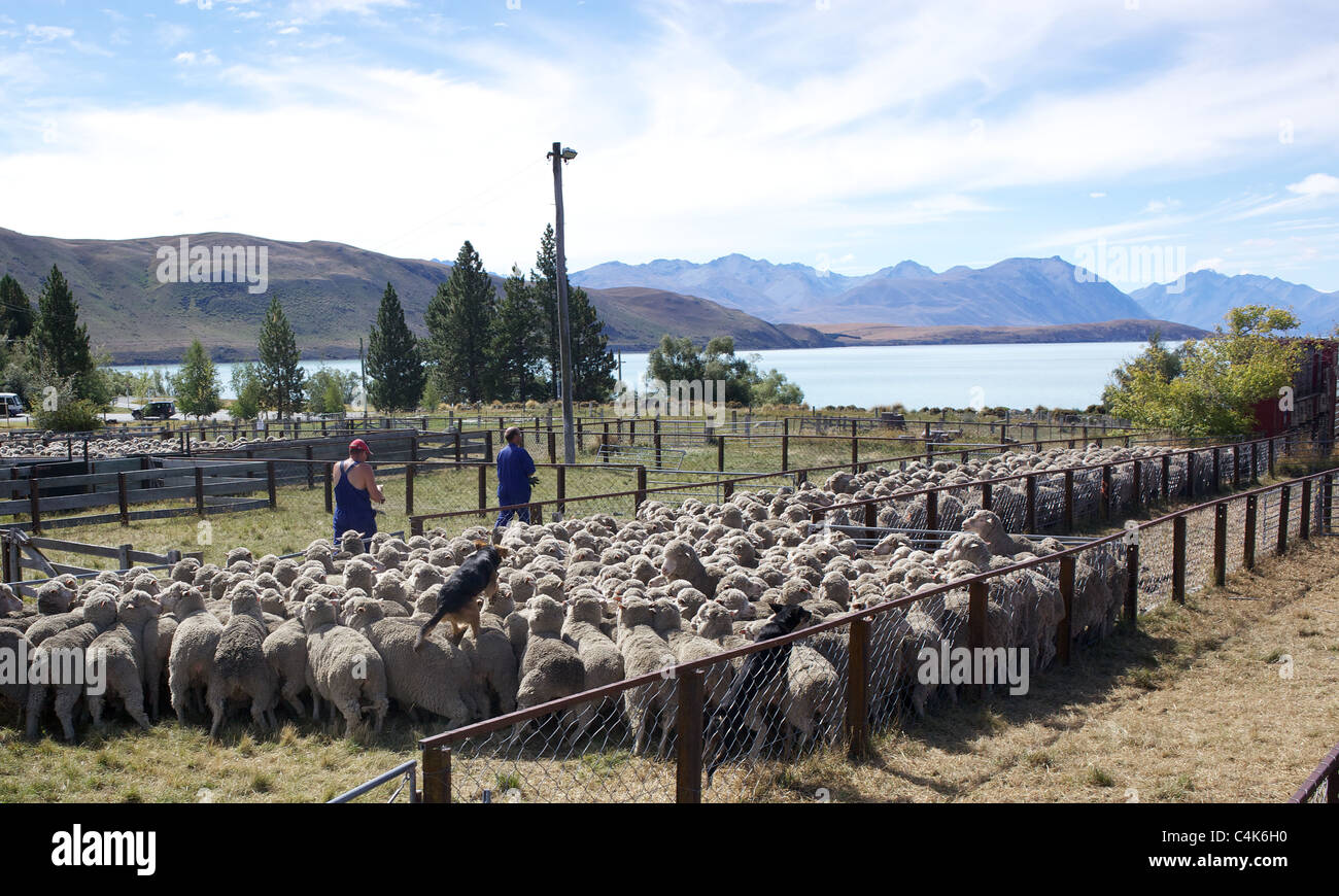Sheep Are Herded During The New Zealand Farming And Horticulture Sheep