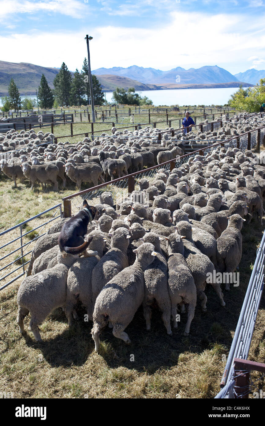 A sheep dog jumps on the back of the sheep as it helps to herd sheep ...