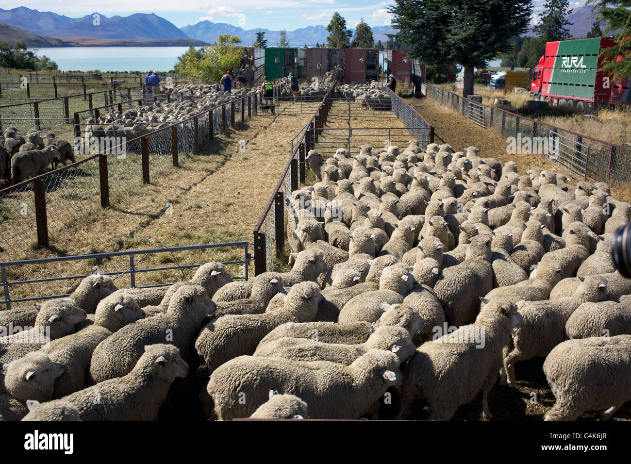 Maori children rugby new zealand hi-res stock photography and images ...