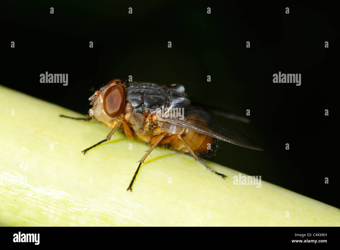 Fly close up Stock Photo - Alamy