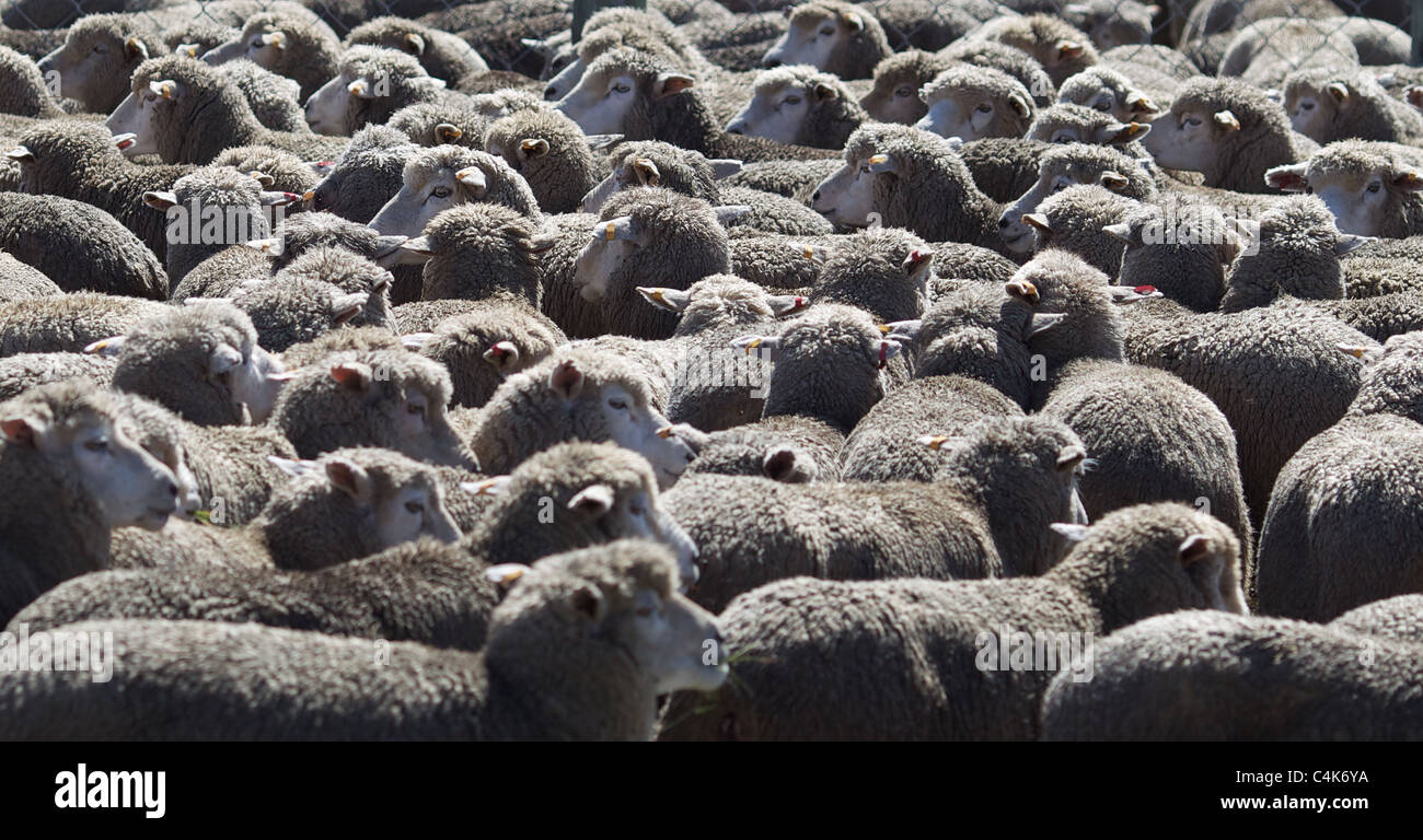 Sheep are herded during the New Zealand Farming and Horticulture, Sheep ...