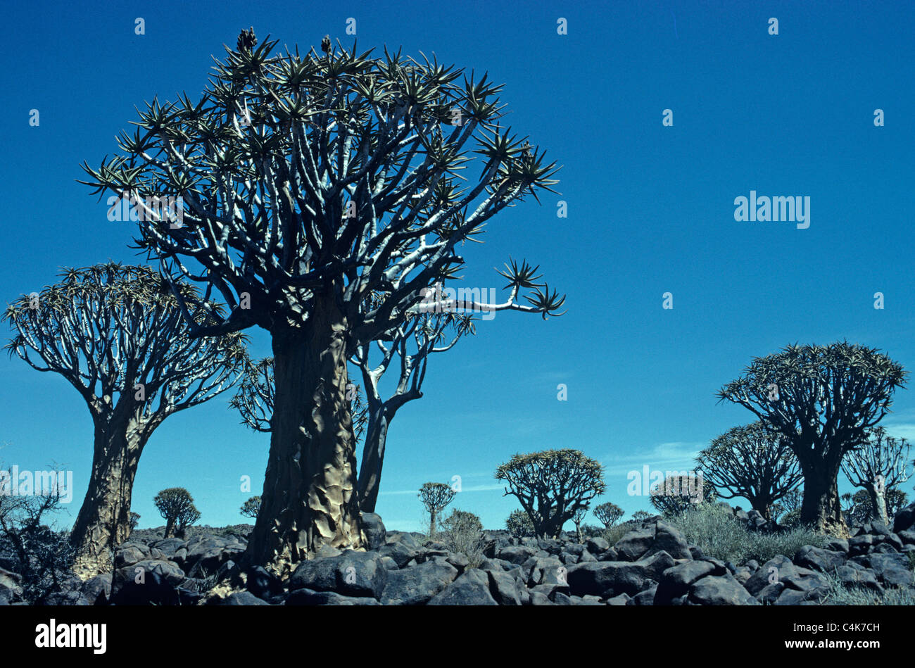 Strange trees grow in harsh rocky deserts of Namibia. used by Bushmen ...