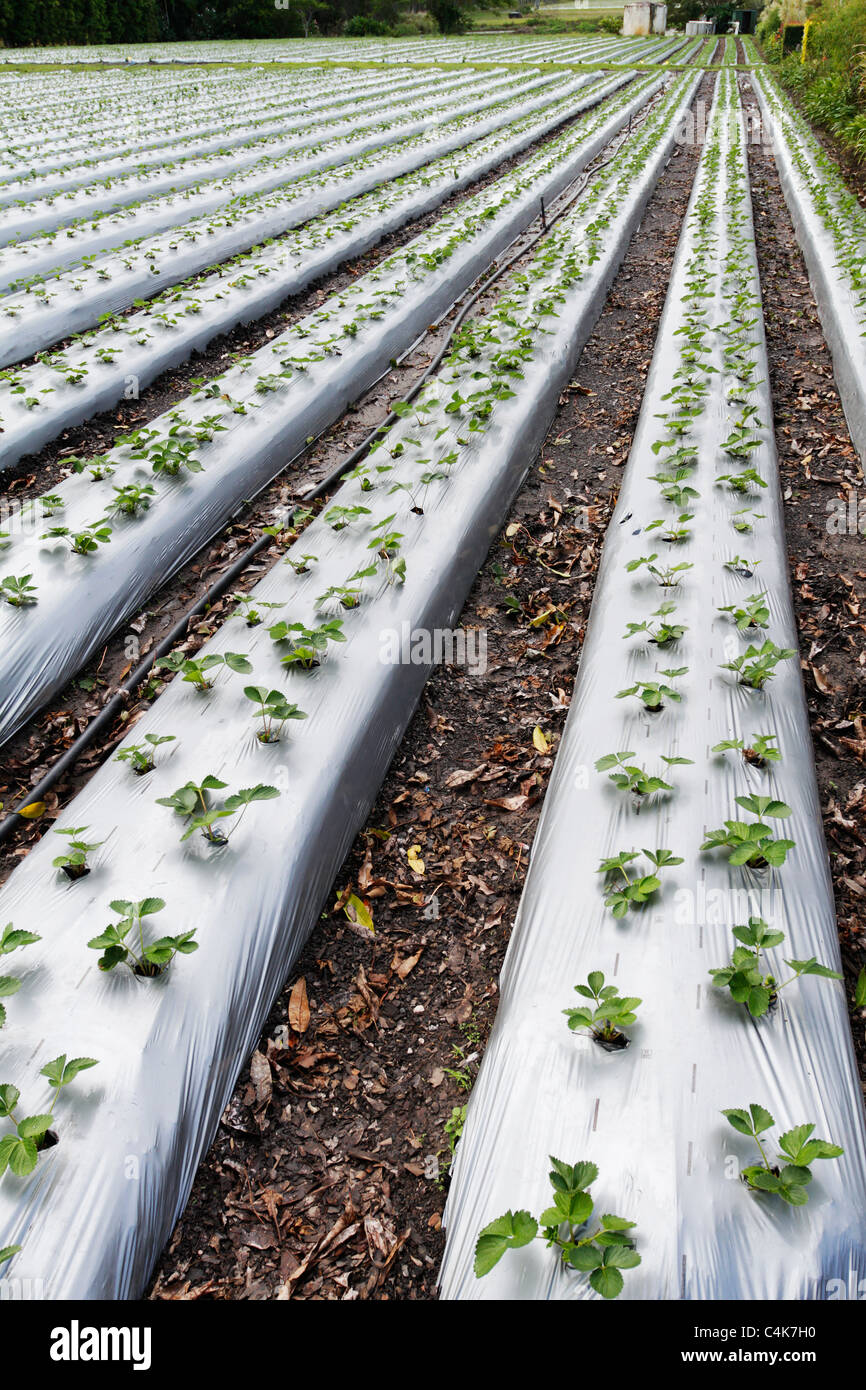 Rows of strawberry saplings Stock Photo - Alamy