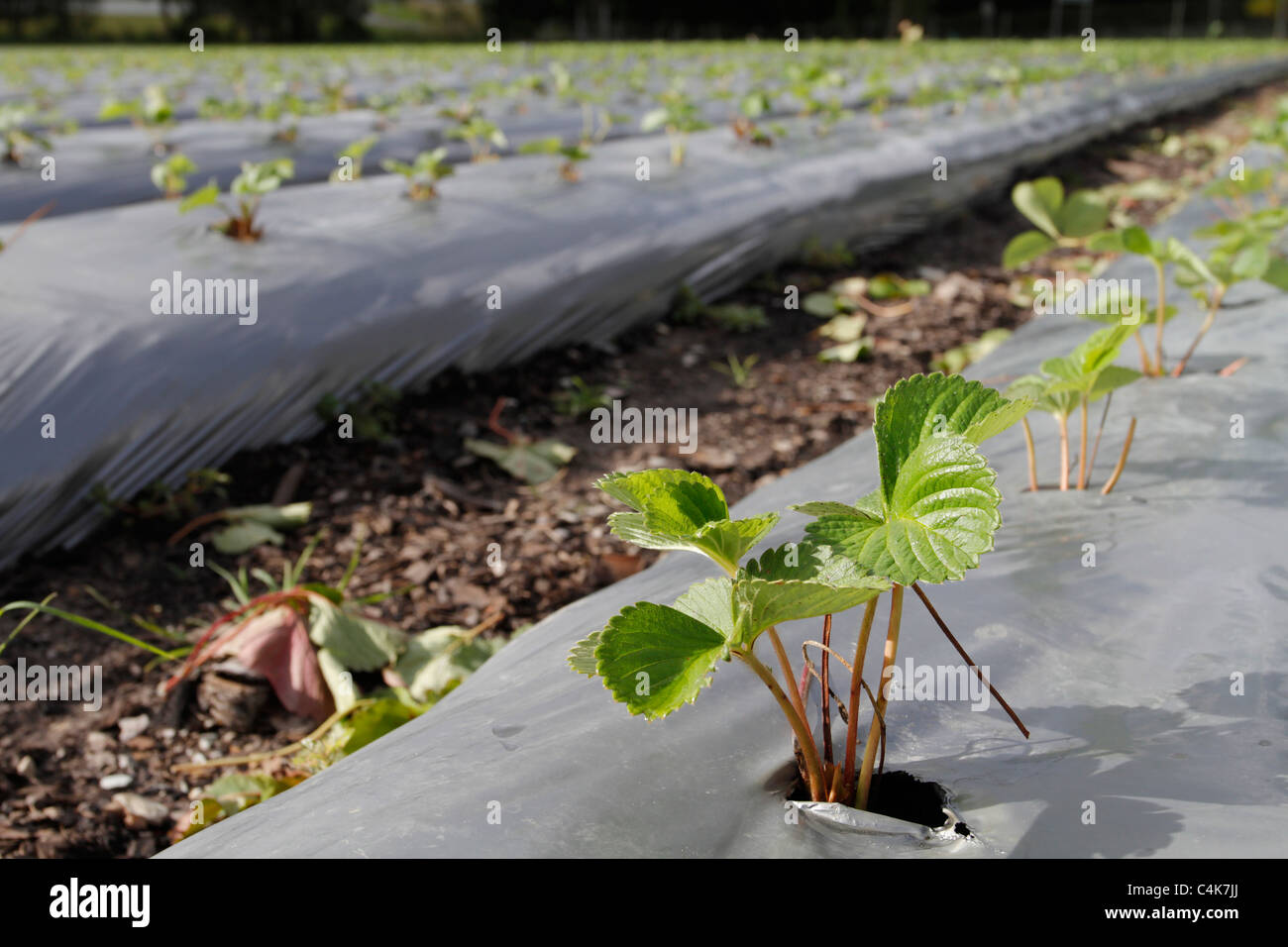 Saplings rows hi-res stock photography and images - Alamy