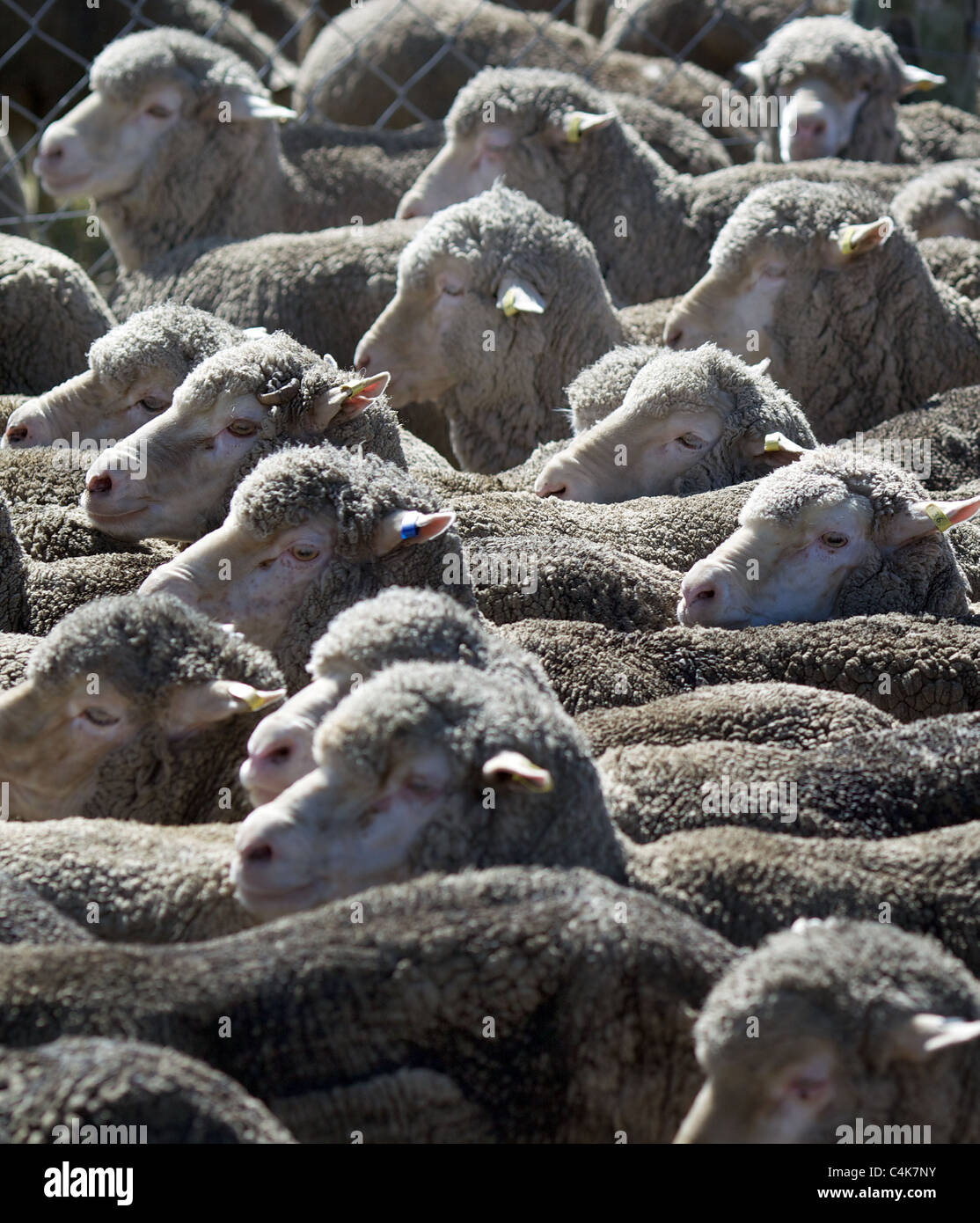 Maori children rugby new zealand hi-res stock photography and images ...
